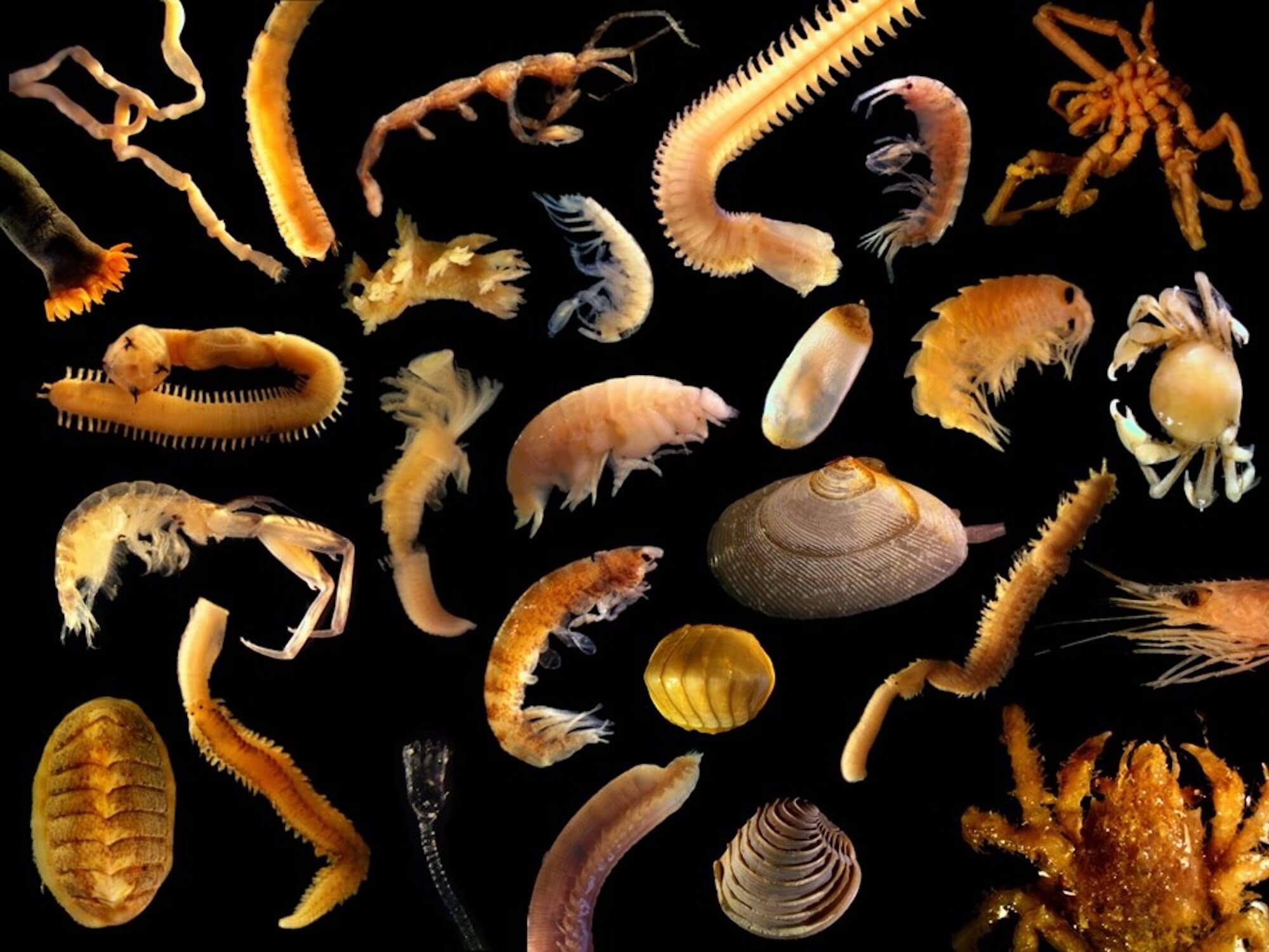 Macrobenthic Samples | Ocean Ecology