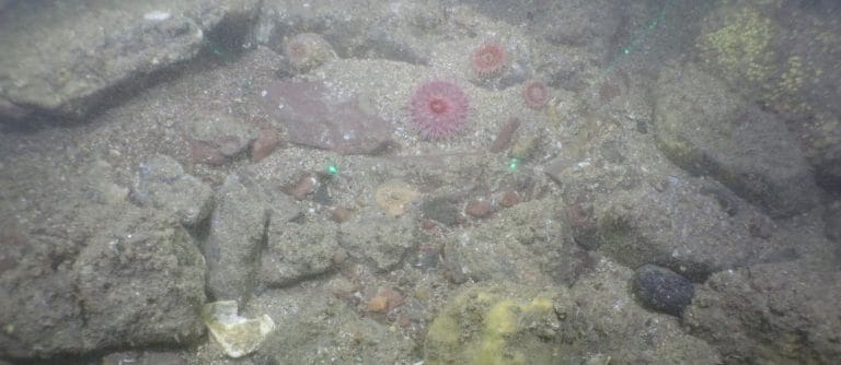 Environmental Baseline Survey Services | Ocean Ecology