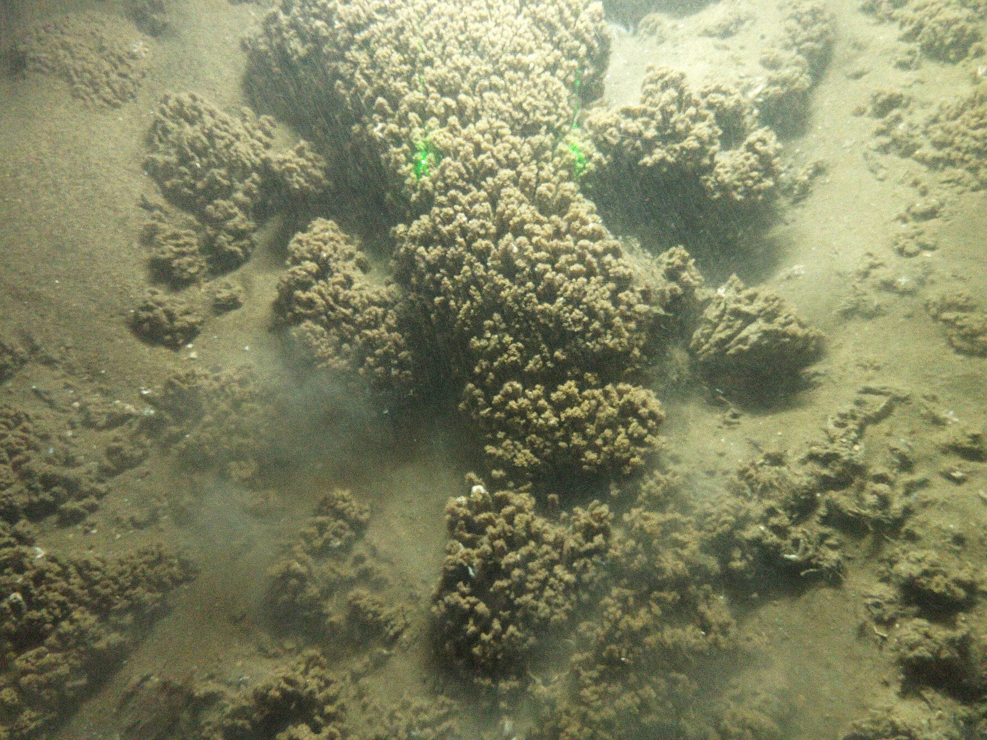 Sabellaria spinulosa reef: a geophysical review - Ocean Ecology